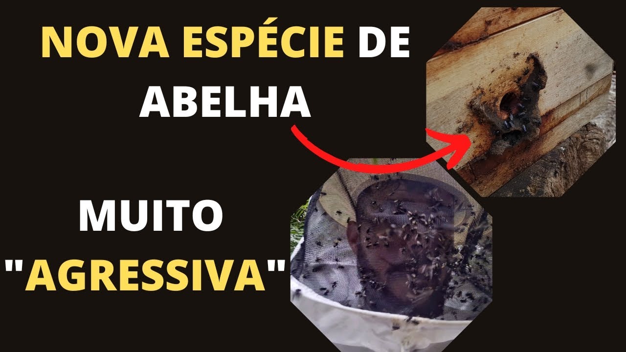 ARAPUÁ DE ARVORE (Trigona concolor) - uma nova espécies de ASF - YouTube