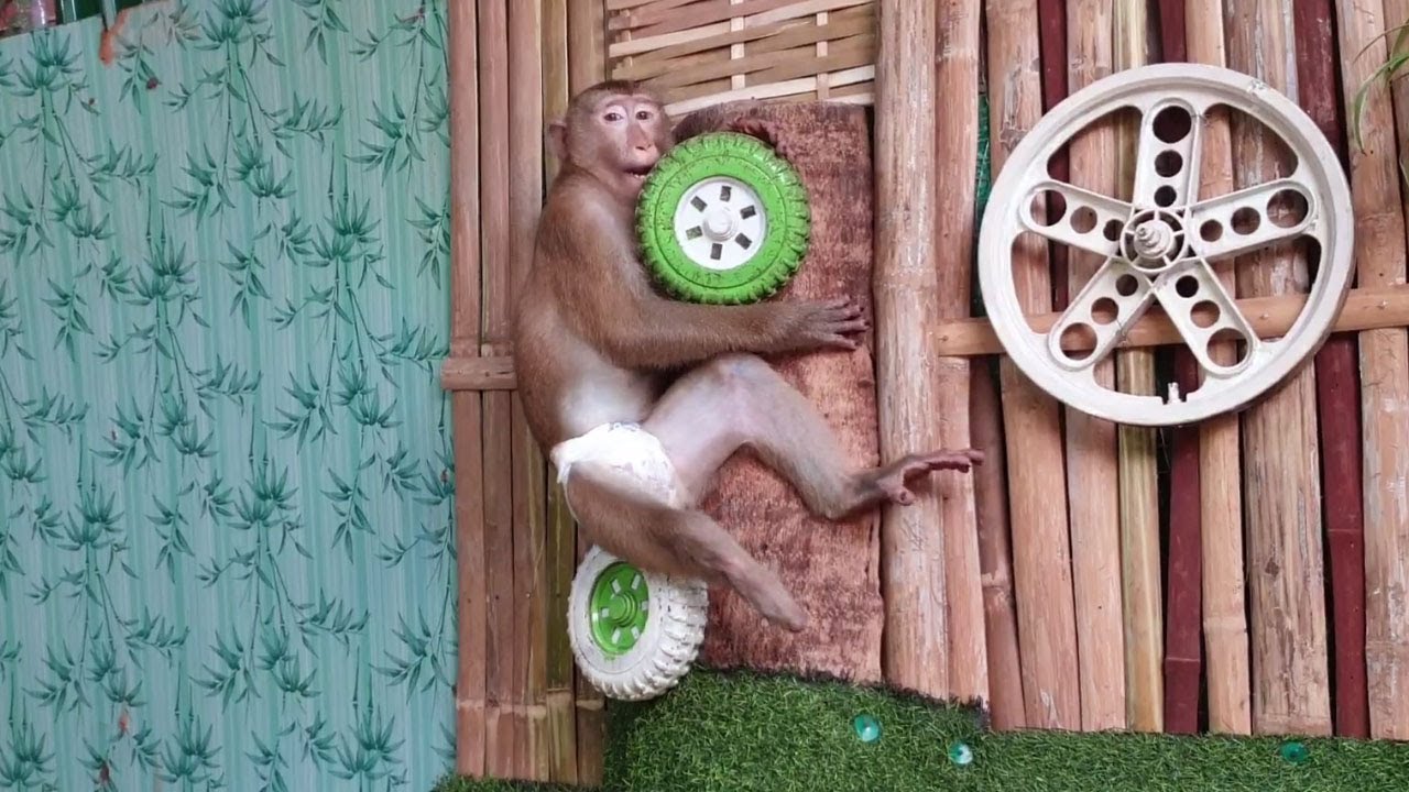 Amazing monkey Koko well play and relaxing with Dad /Koko&Yoko official ...