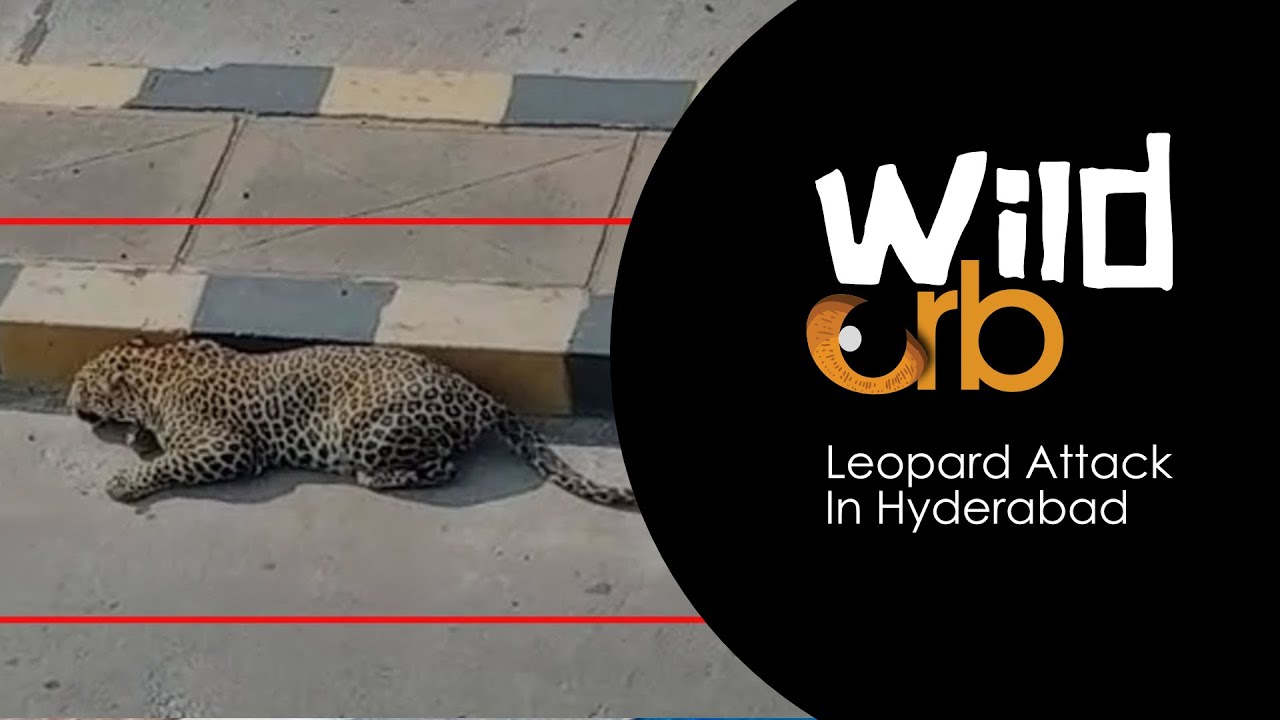 Leopard Attack In Hyderabad | Animal Attack Video | Indian Leopard ...