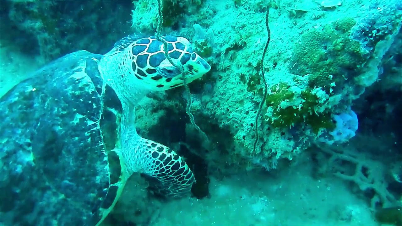 the most amazing underwater video - YouTube