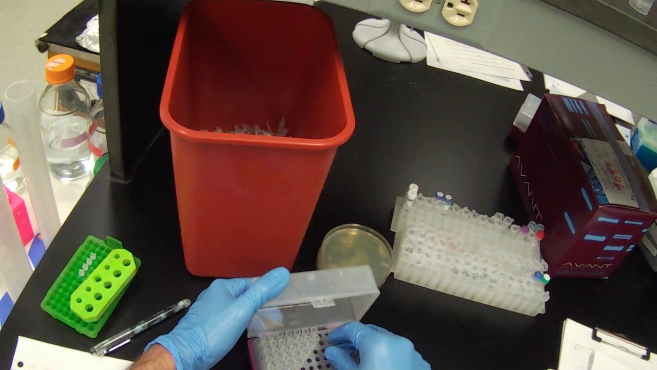 Streaking cells for Single Colonies (version 1) - YouTube