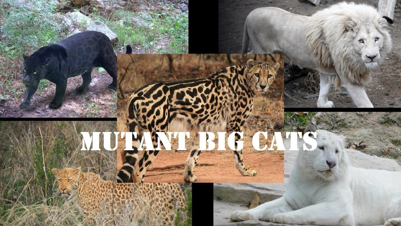 Mutant Big Cats - YouTube