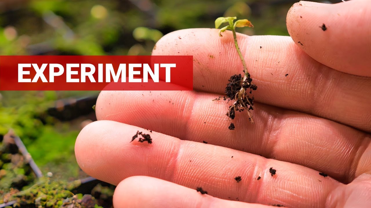 Clear Results! Seedling Soil Experiment - YouTube