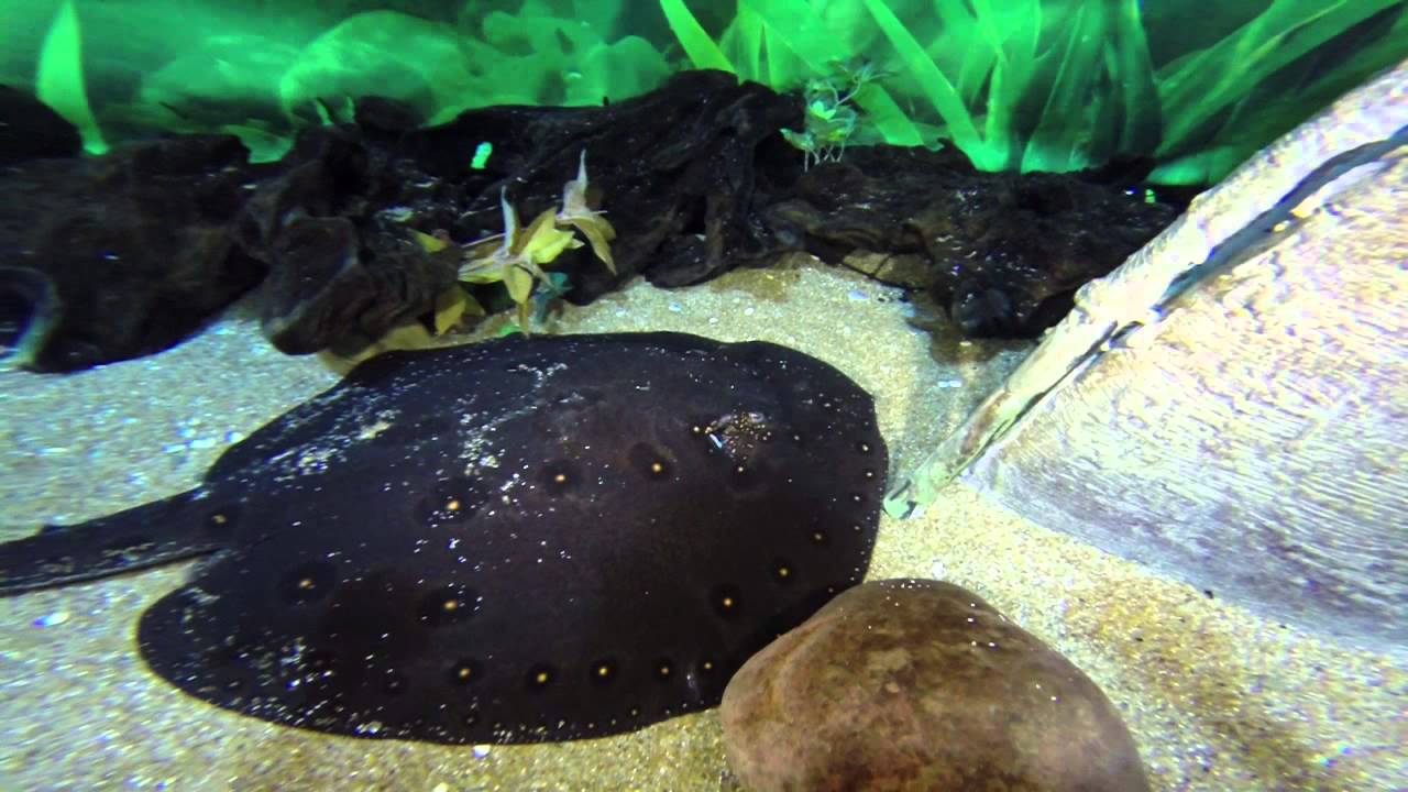 Feeding catfish, stingrays and pacu in the Amazon Forest tank - YouTube