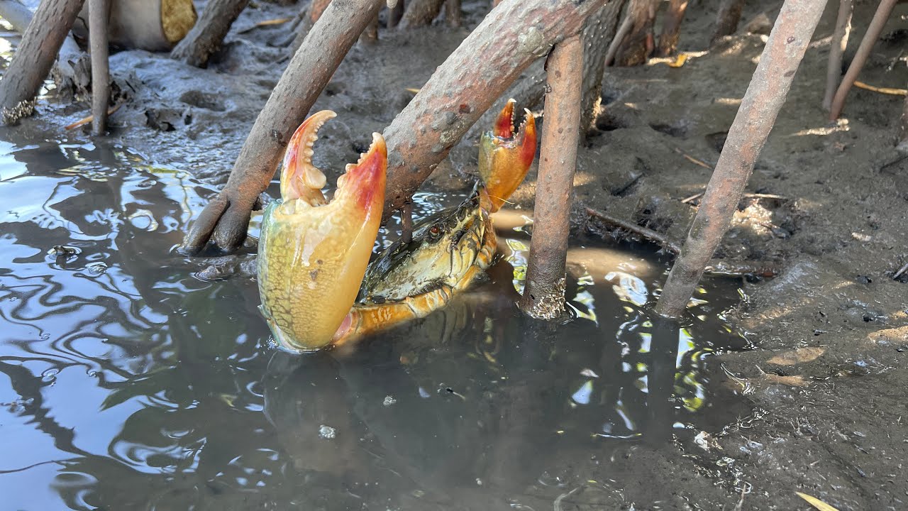 Mangrove Crab Hunting Techniques | How to Catch Mangrove Crabs - YouTube
