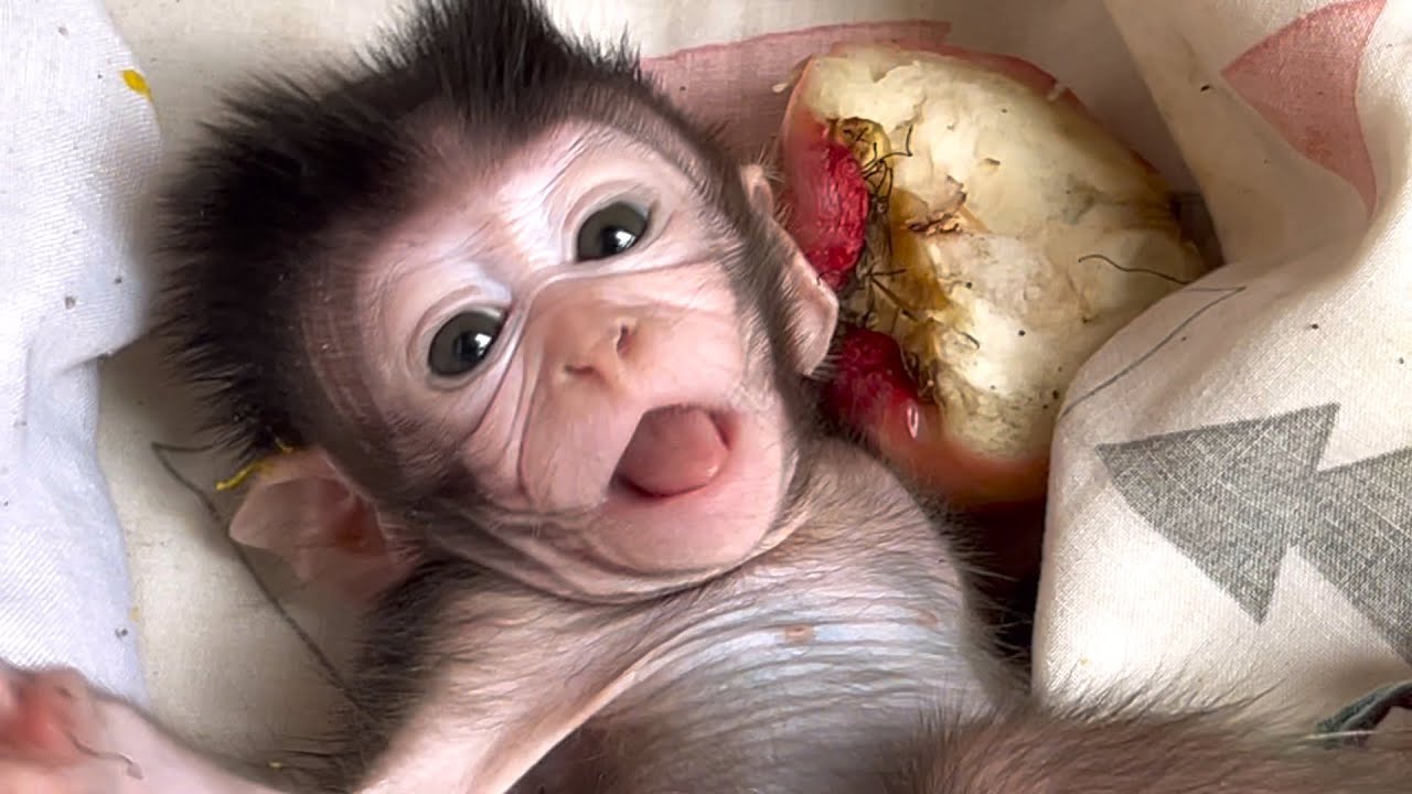 Bella monkey goes too far without looking at Starla who is relaxing ...