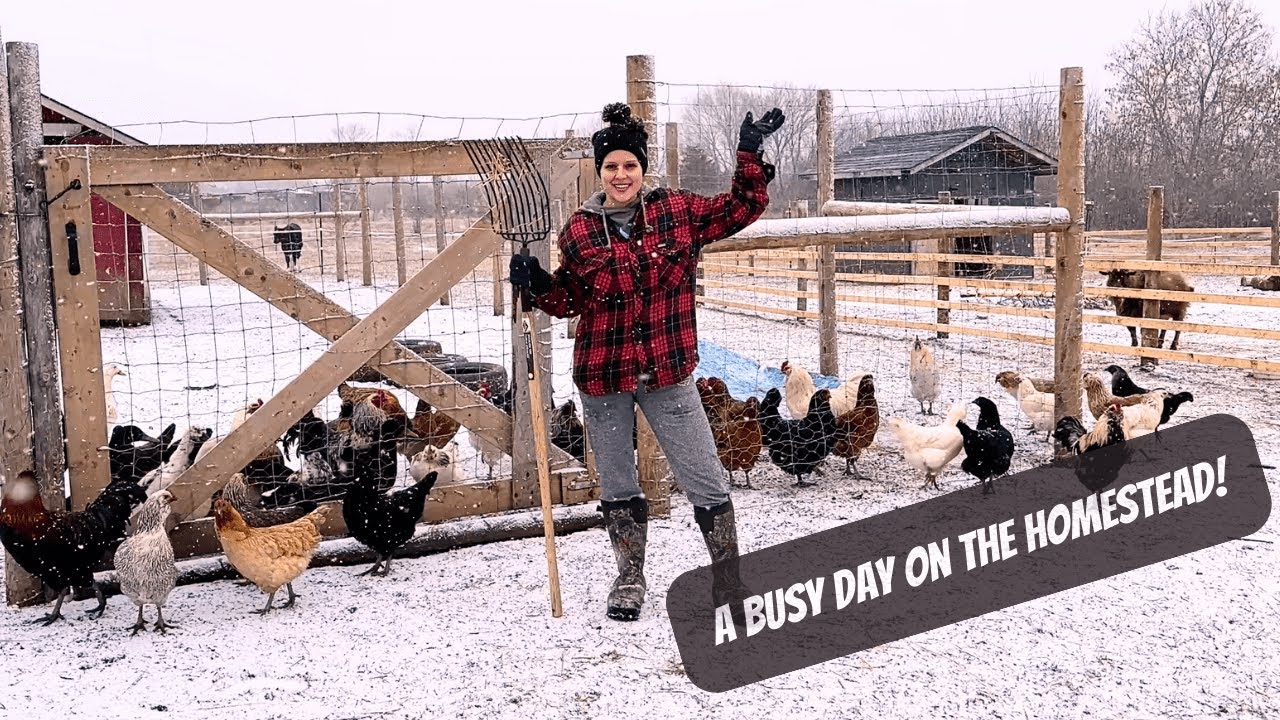 How To Get Everything Done On A Homestead! - YouTube