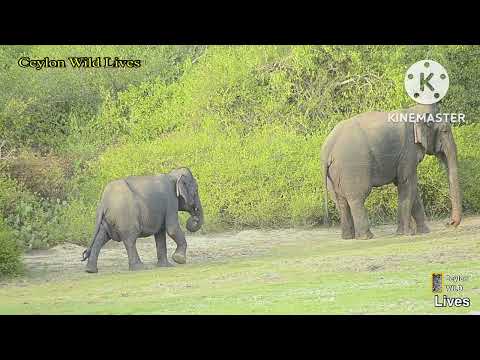 Elephants mating behavior 🤔🤔🤔 | Elephant mating facts - YouTube