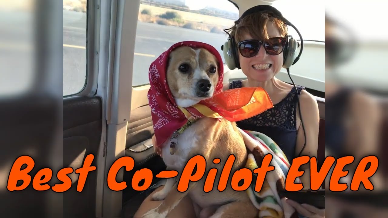 Dog is my Co-Pilot - YouTube