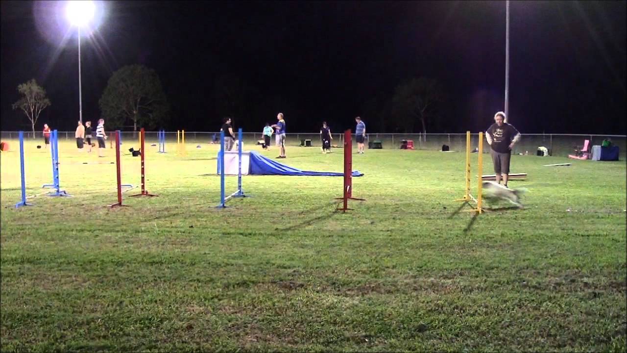 Agility training with Obi - first jump grid - YouTube