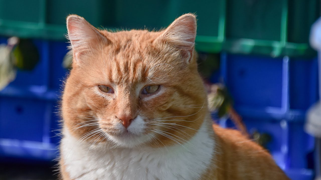 Feral cat intake for Cjasper from the Bramble colony - YouTube