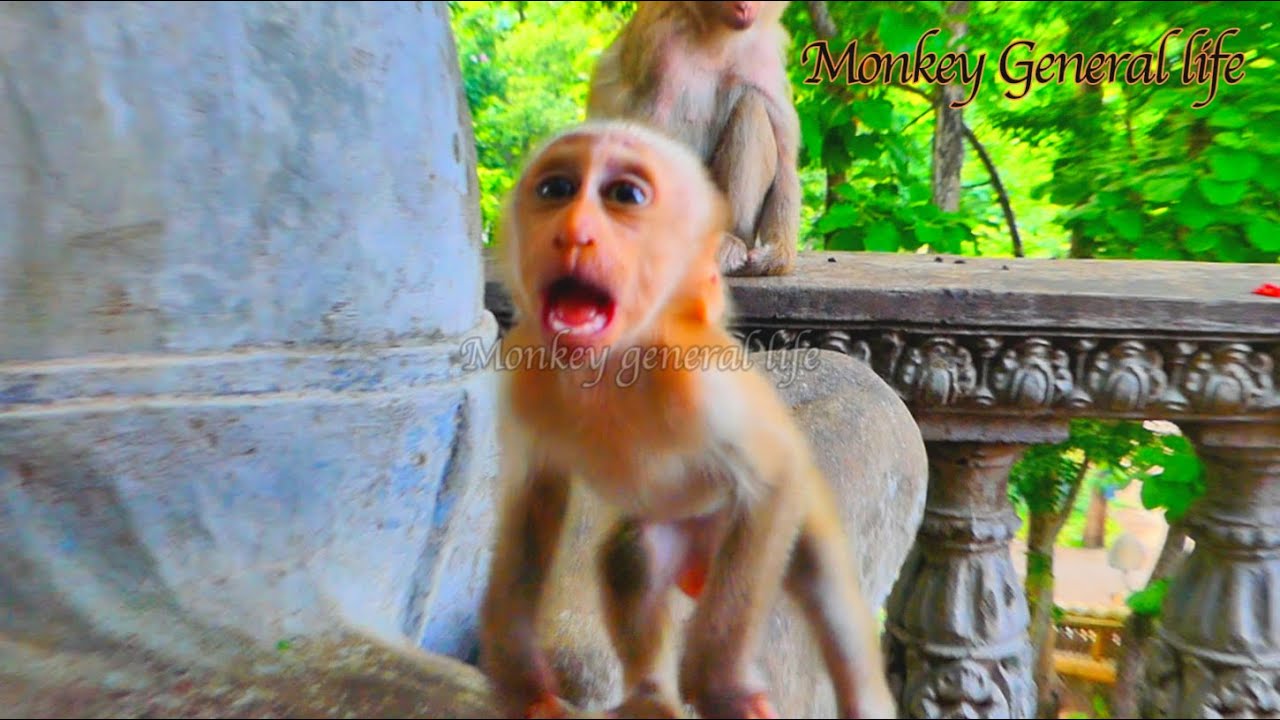 Big friendly..! Jutto Monkey is always happy when the cameraman comes ...