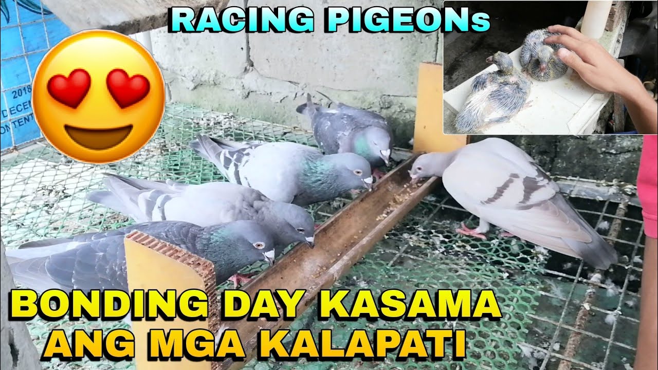 MAKIPAG HALUBILO KASAMA ANG MGA KALAPATI | RACING PIGEON - YouTube