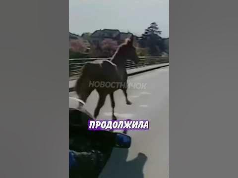 🤣 Лошадь шокировала гонщиков и зрителей! | Новостничок - YouTube