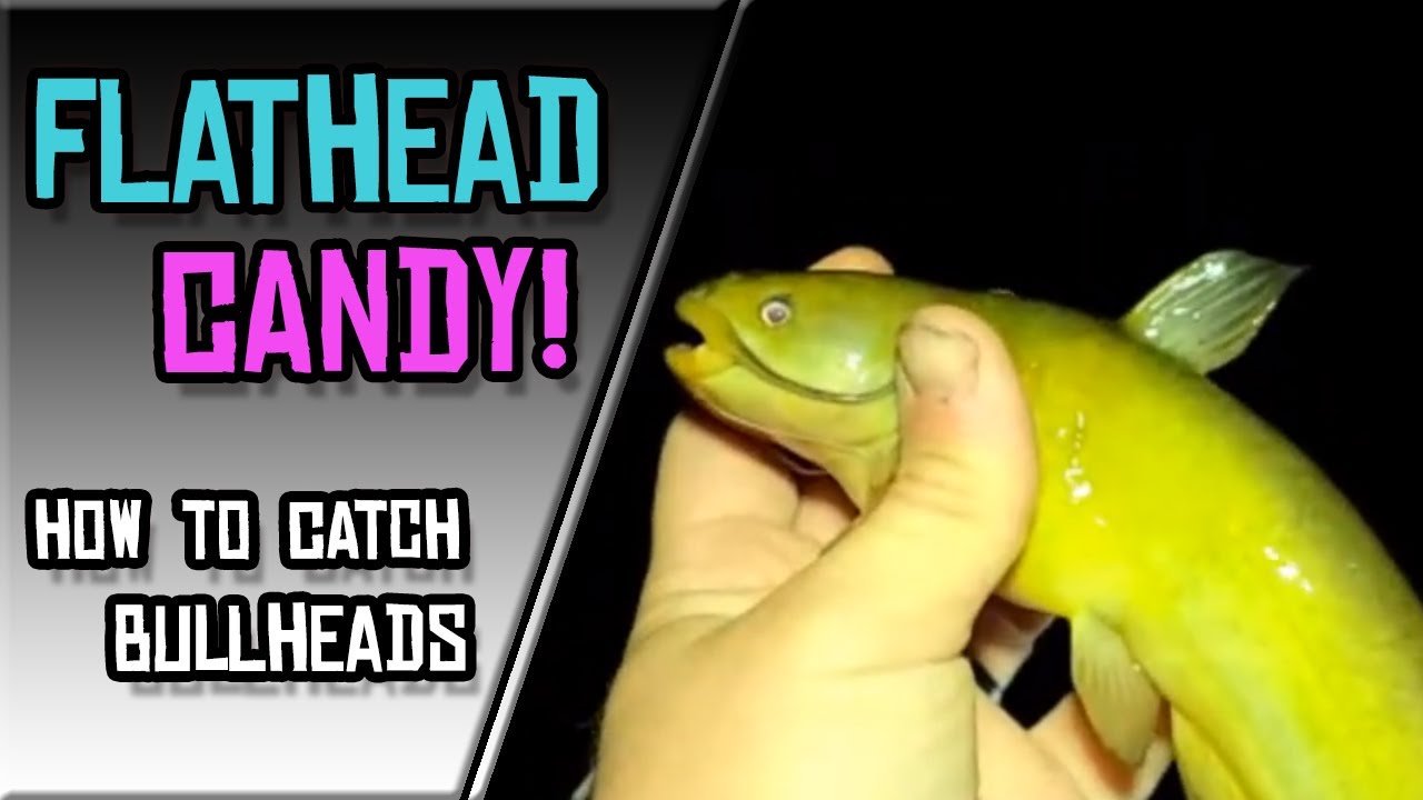 Catch More Bullhead Catfish Using This Quick & Easy Rig! - YouTube