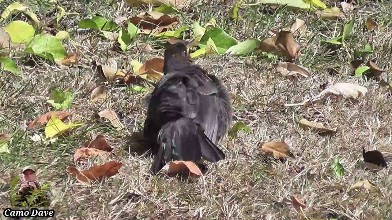 Juvenile Blackbird Sunbathing 5/6/2020 - YouTube