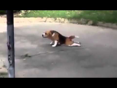 Dağa Taşa Hallenen Köpek