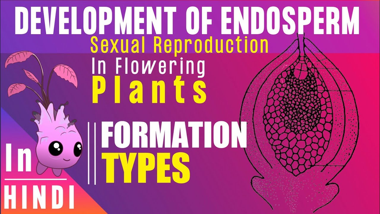 Endosperm Endosperm Development Types Function BotanyTv YouTube Endosperm Endosperm Development Types Function BotanyTv YouTube
