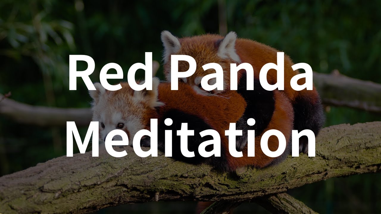 Red Panda Calming Music for Studying, Relaxing, and Meditation - YouTube