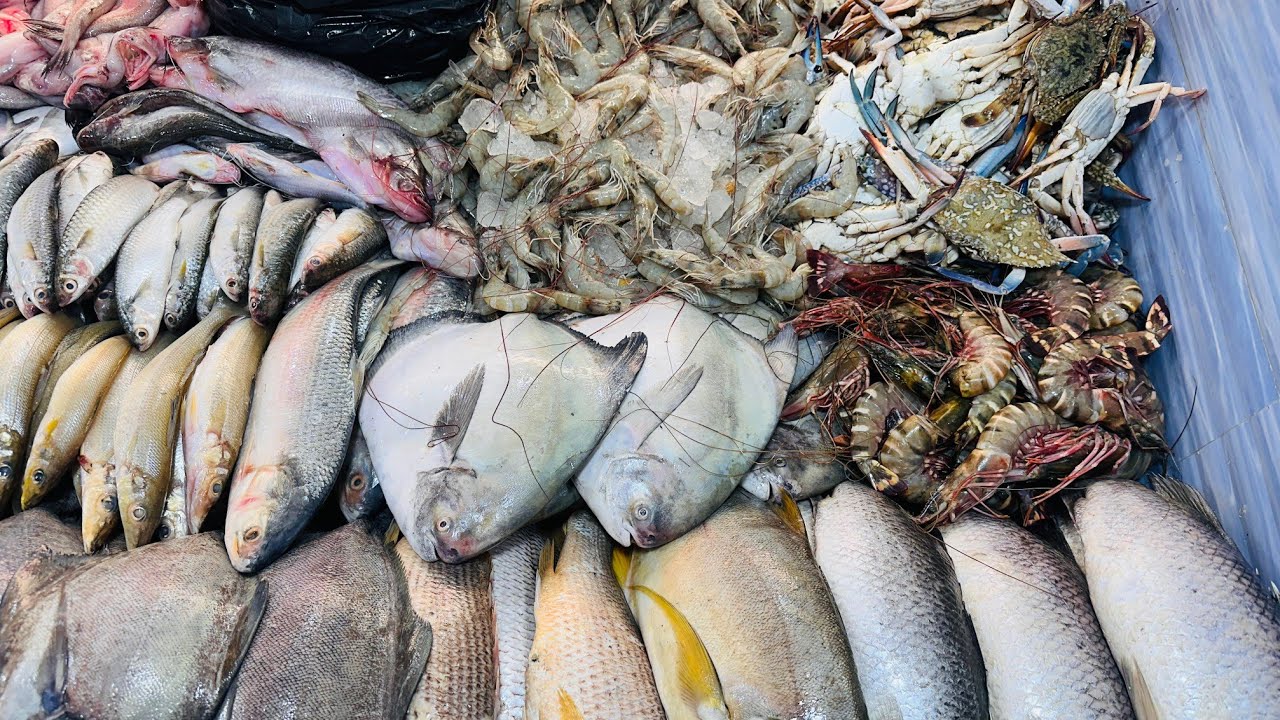 350 Variety fish available!! sagar fish hoodi Bangalore - YouTube