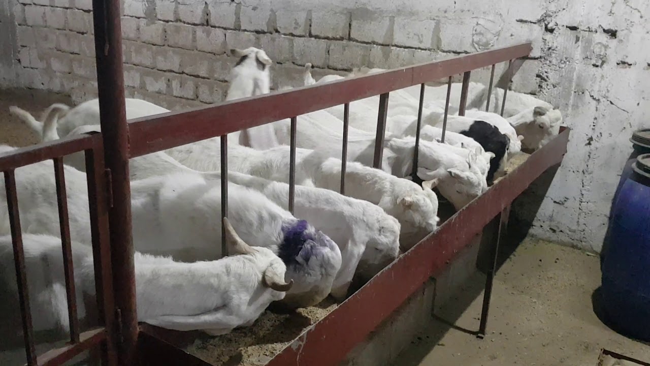Best idea for goat fooder - YouTube