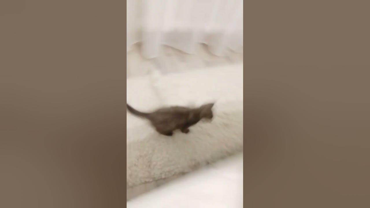 катëнок - YouTube