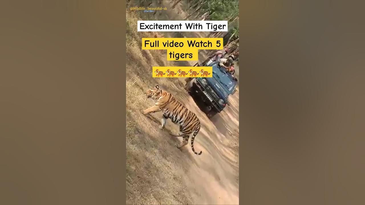 Wonderful Tigers Sighting Wildlife is best. - YouTube