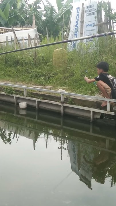 Mancing ikan nila di kolam harian - YouTube