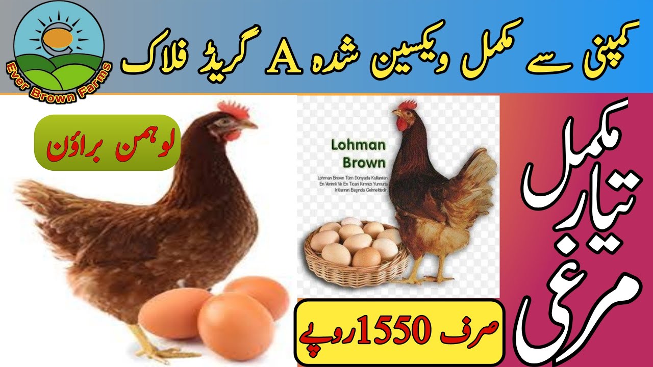 Lohmann brown hens | Lohmann best layer hen price in Pakistan | Lohman ...