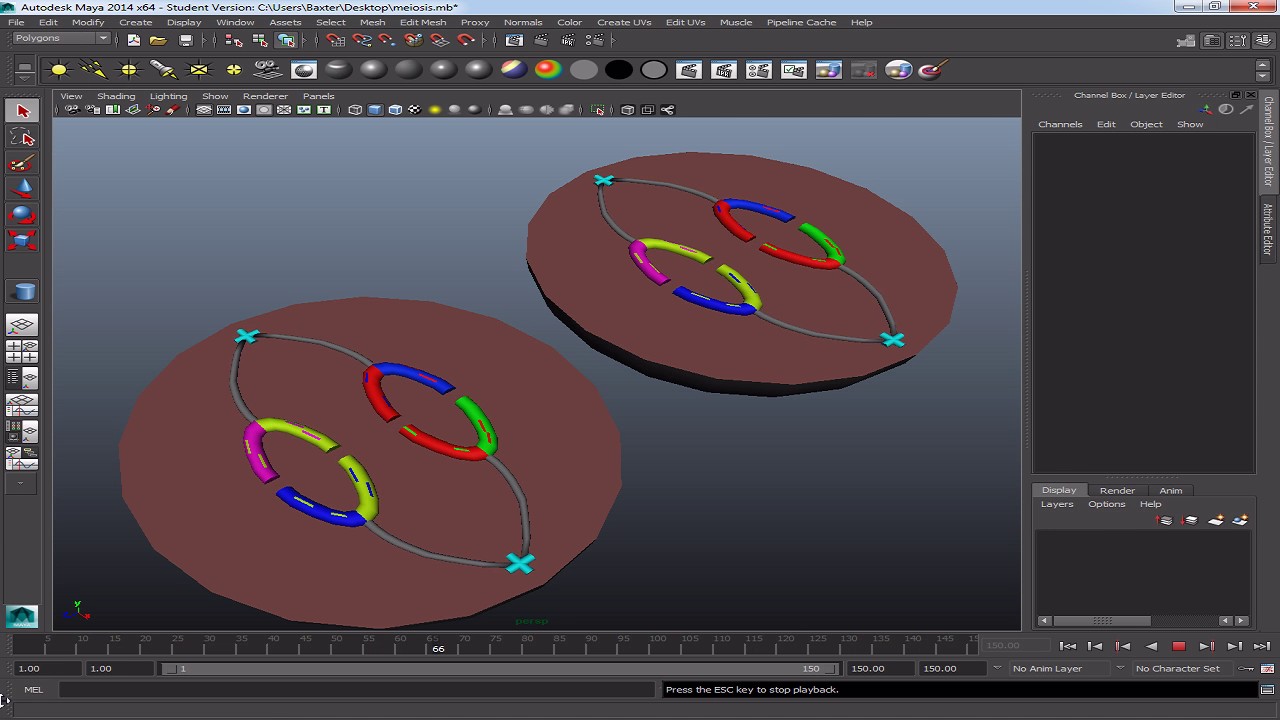 Meiosis Project - Anaphase 2 - YouTube