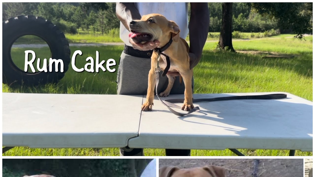 Rum Cake! Pure #Sorrells Pit Bull Puppy #Breeding #Stock - YouTube