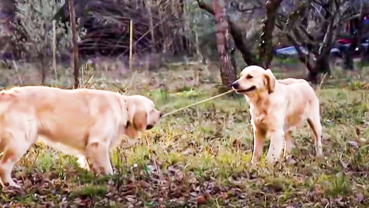 Animals Like Us - Animal Play - YouTube
