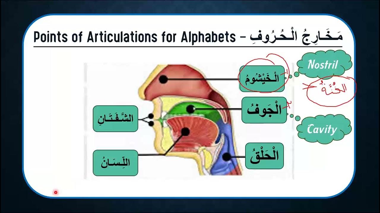 The five (05) major Points of Articulation (مَـخَـارِجُ الْحُـرُوفِ ...