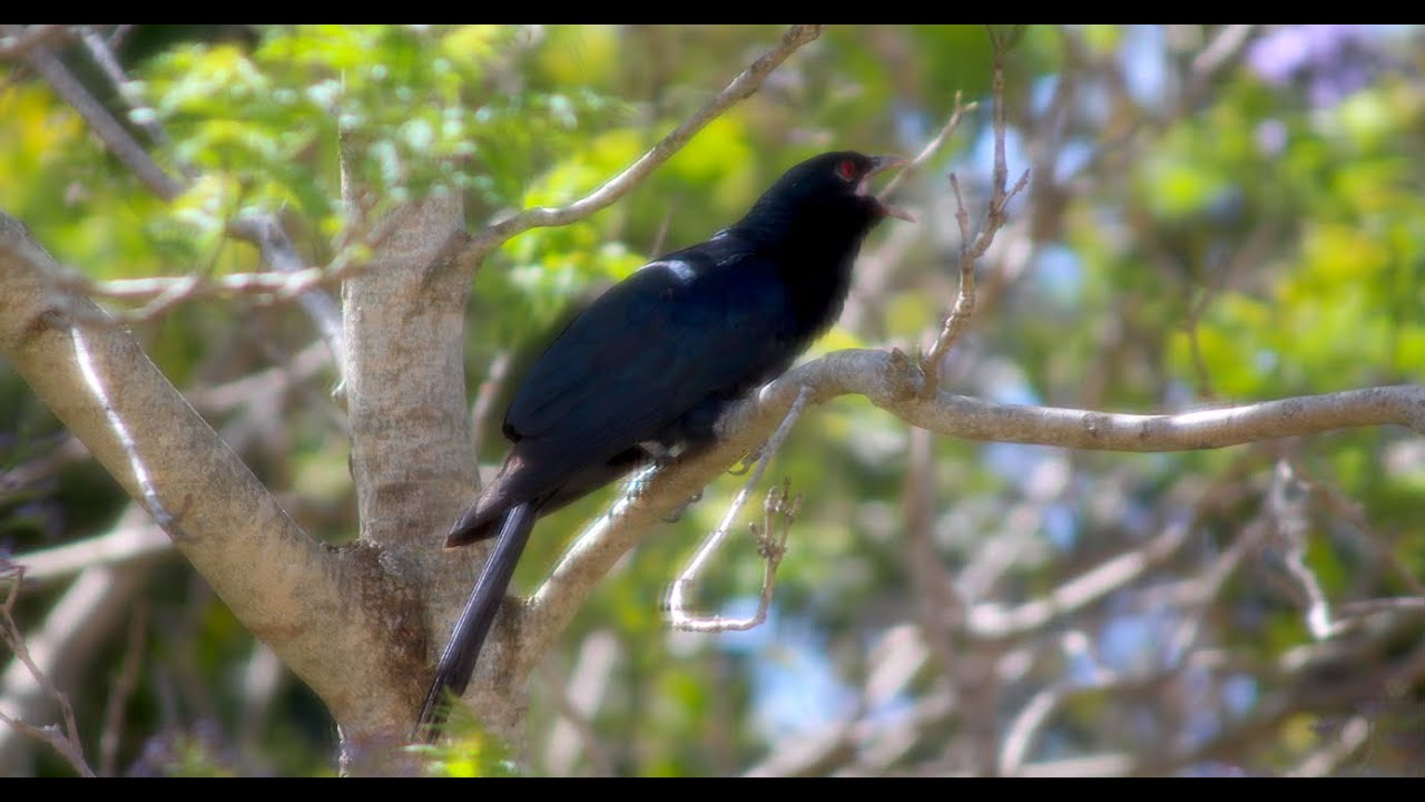 Australian Eastern Koel / Common Koel Male & hear it's Call - YouTube