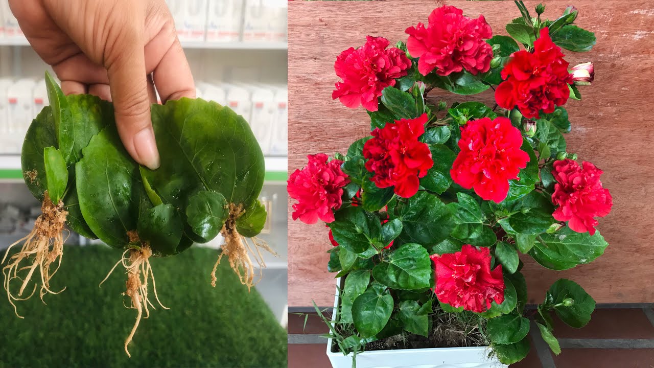 Planting flowers with Sand flowers very well - YouTube