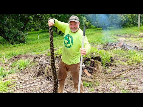 I Found a Burmese Python In My Backyard - YouTube