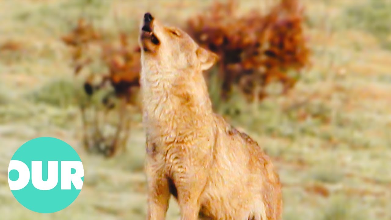 Real Golden Wolf