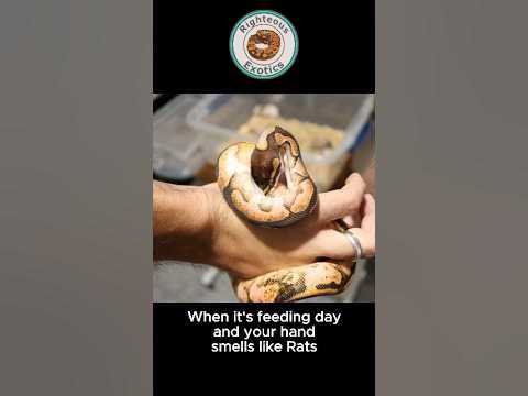 Snake Attack ball python bite on feeding day - YouTube