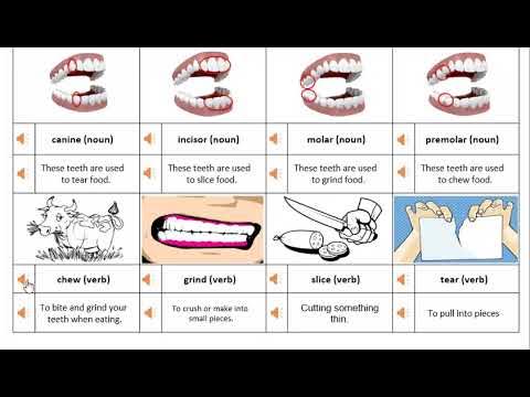 Grade 3 Science Week 3 – types and functions of teeth - Khoa học tiếng ...