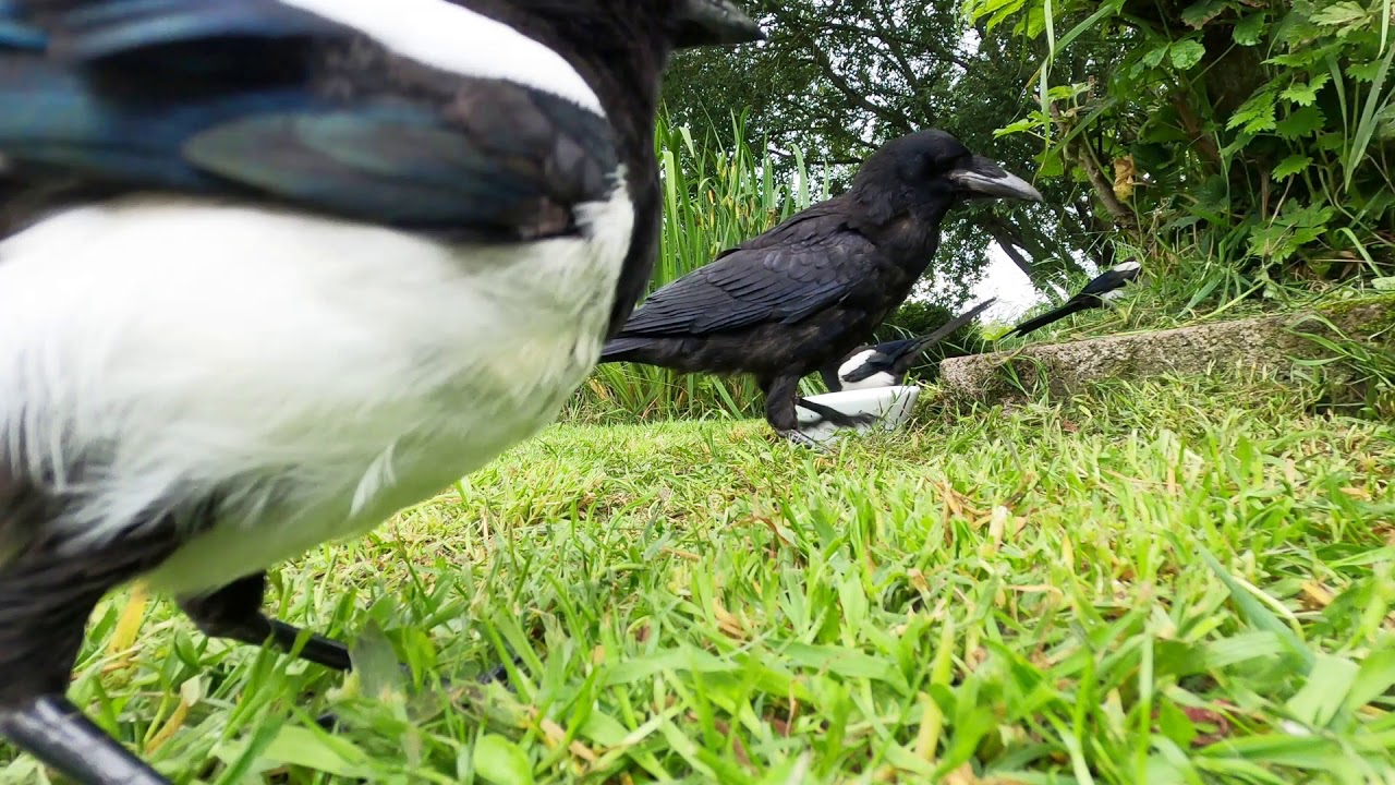 Mega Crows v The Magpie Horde - YouTube