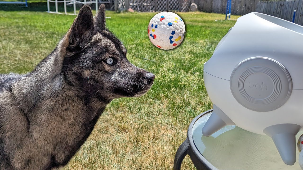 Will My Siberian Husky Fetch a Ball? - YouTube