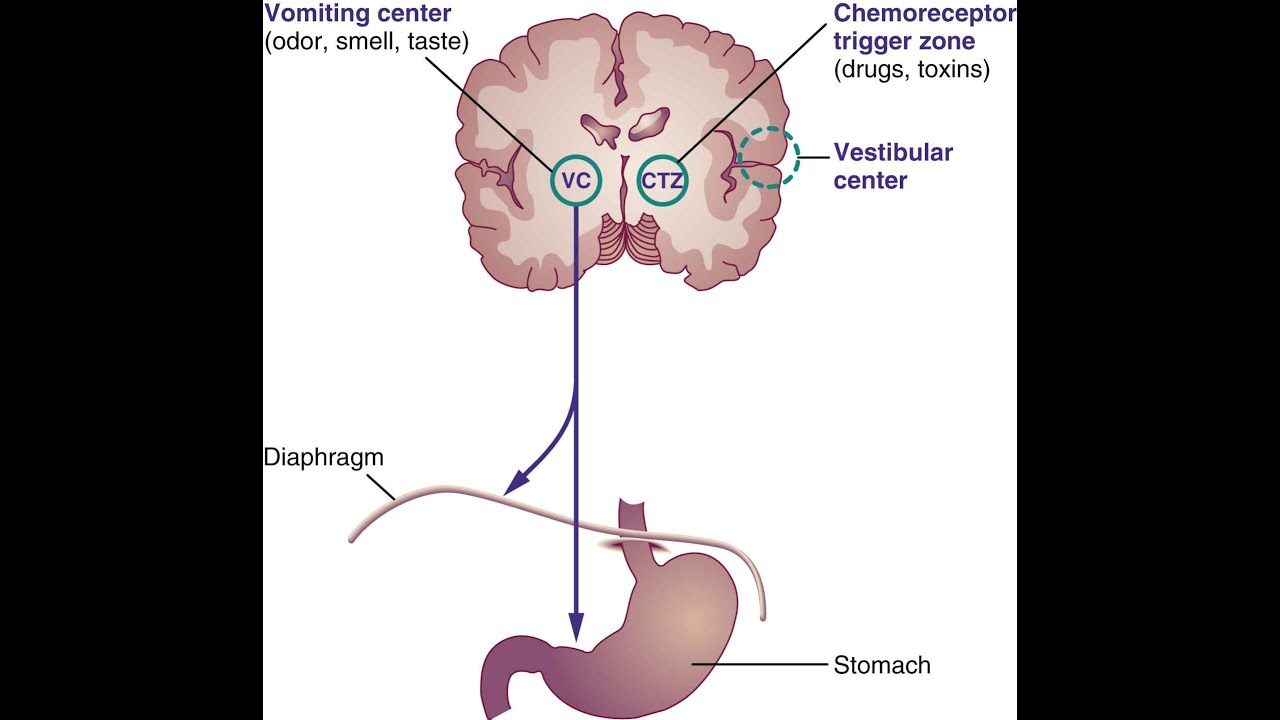 Chemoreceptor Trigger Zone ; Definition, Location in Brain, Components ...