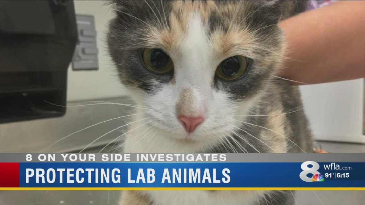 Experiments on animals in government labs should not end in death - YouTube