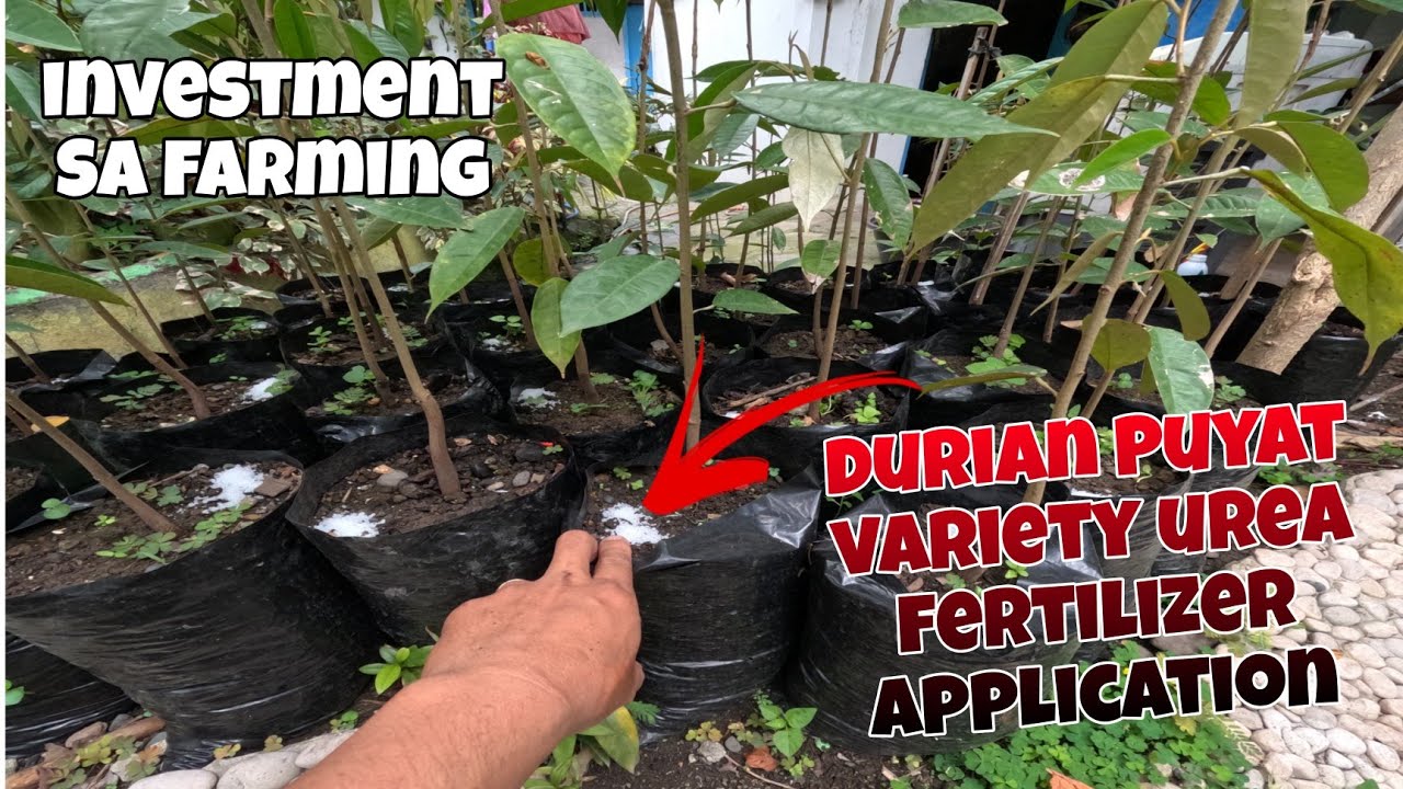 DURIAN PUYAT VARIETY,UREA FERTILIZER APPLICATION.INVESTMENT DURIAN ...