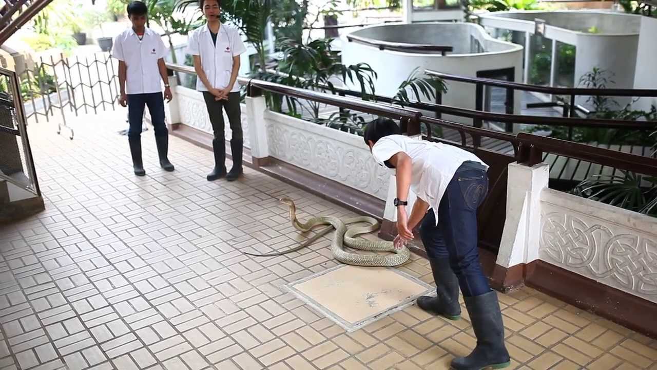 Bangkok, Thailand - Snake Farm (Queen Saovabha Memorial Institute) - 1 ...