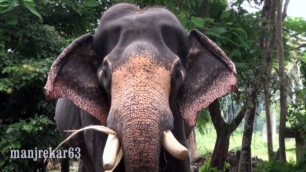 ANAKOTTA (Elephant Fort) - Guruvayur - YouTube