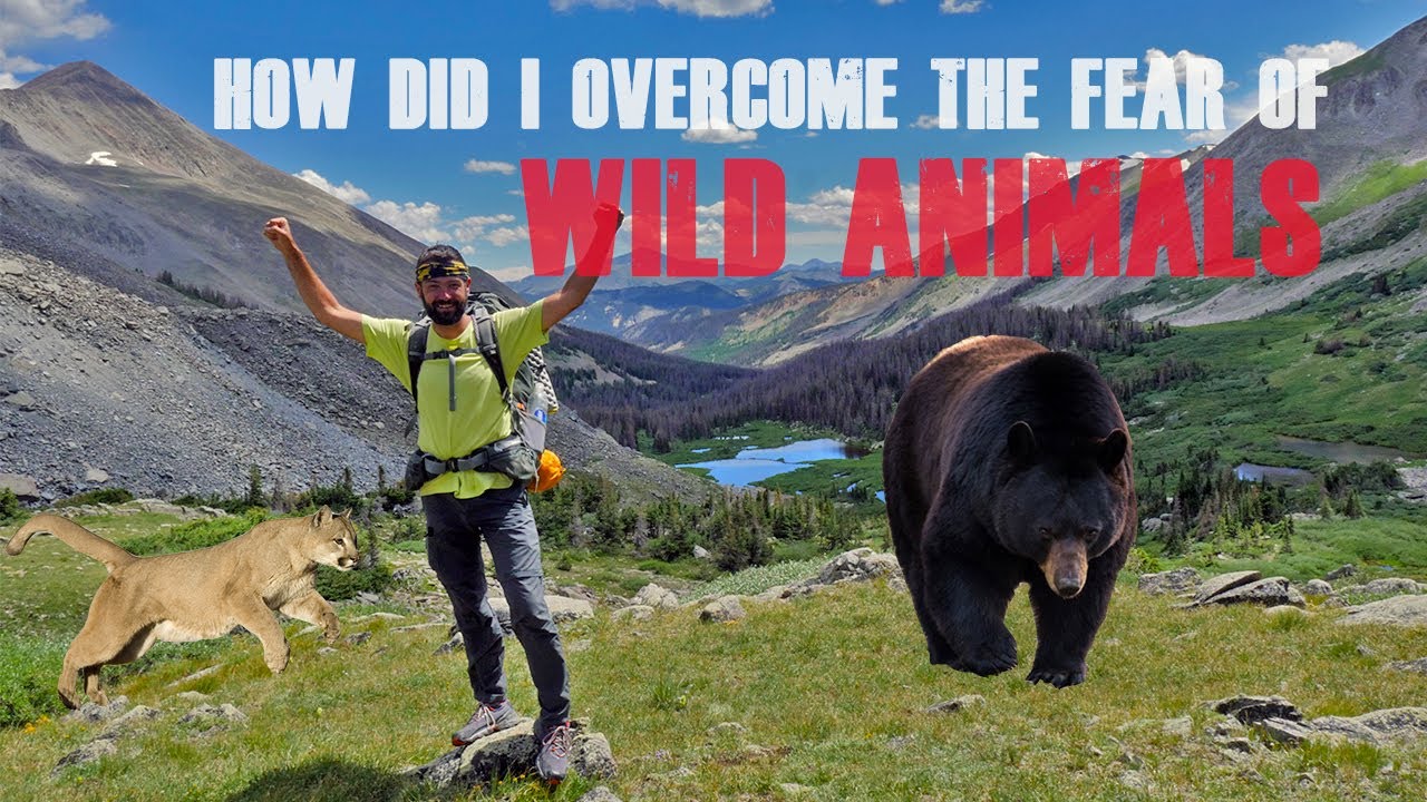 How did I overcome the fear of wild animals - YouTube