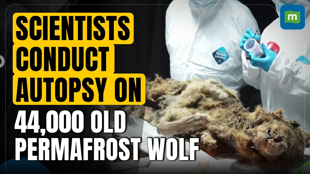 Russian Scientists Conduct Autopsy on a 44,000-year-old Permafrost Wolf ...