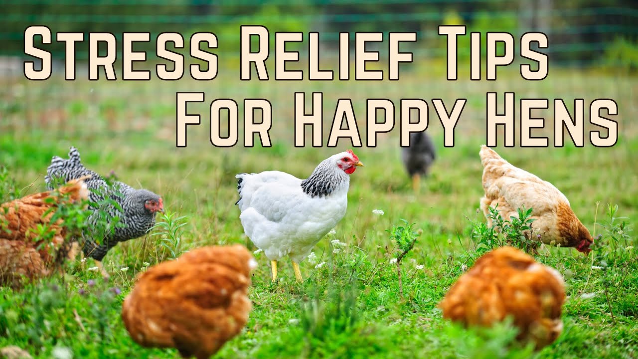 Stress Release Tips For Happy Hens - YouTube