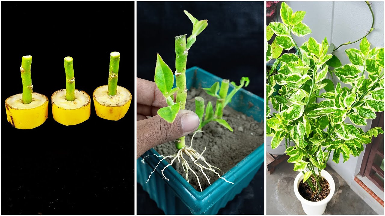 How to Grow Devil Plant From cutting With Banana | Best Natural Banana ...